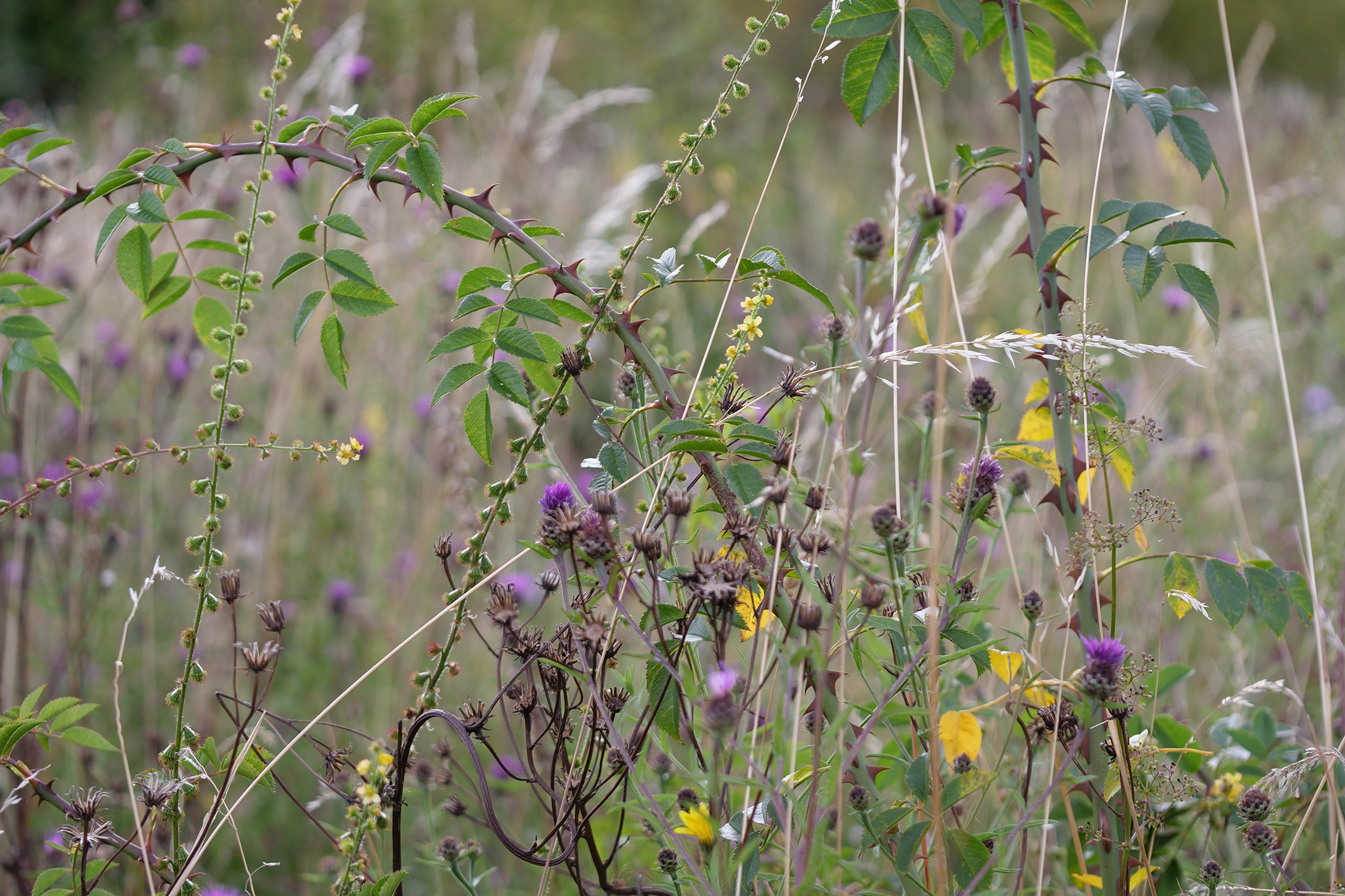 This Vibrant Turf – Plants, Land and Belonging.